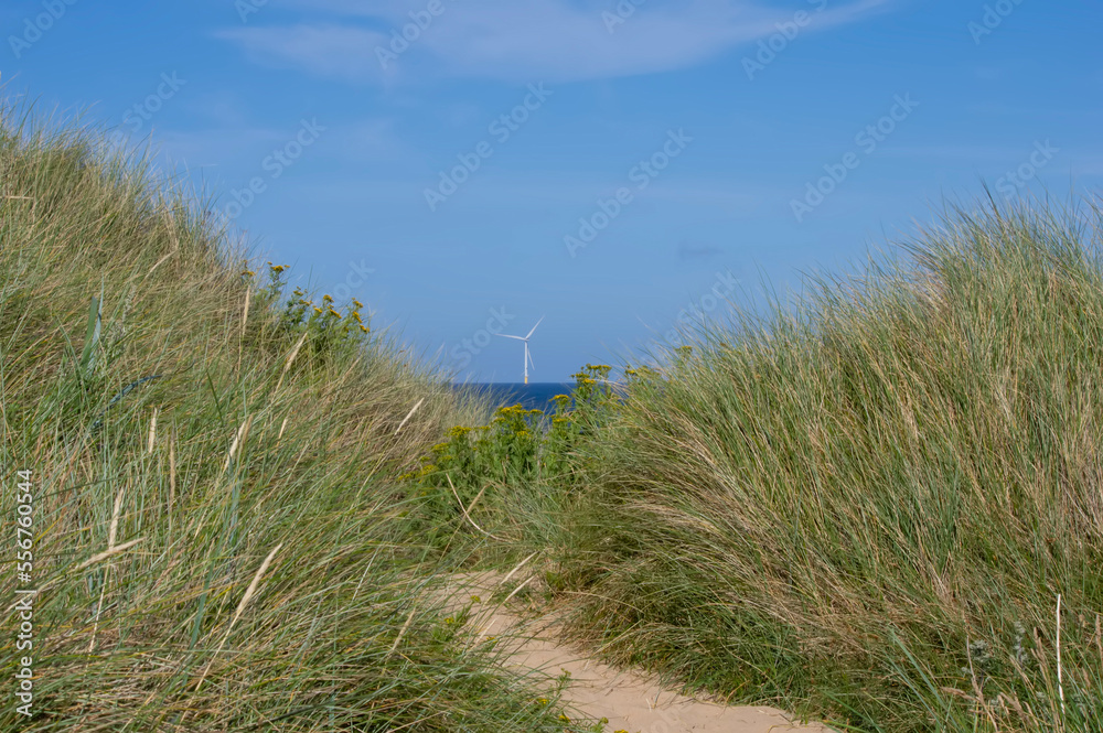 Beach grasses line a sandy path to the beach and view of a wind turbine ...