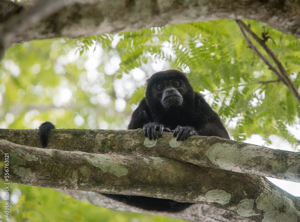 A Mantled howler monkey (Alouatta palliata) rests on a tree branch in a ...