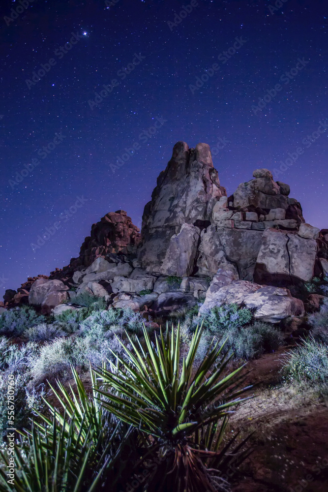 Spiky desert plants in front of rock formations under the starry night ...