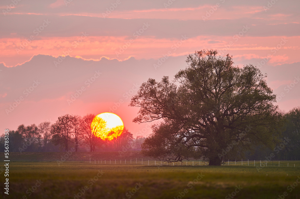 Crack willow and brittle willow (Salix fragilis) tree in the ...