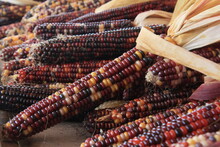 Indian Corn Free Stock Photo - Public Domain Pictures