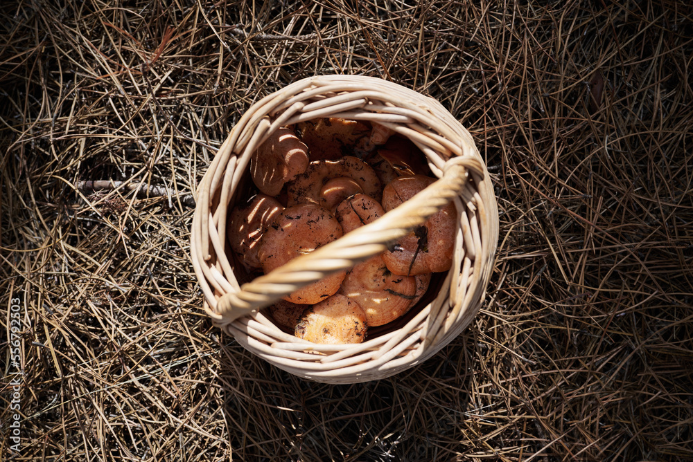 Picking Saffron Milk Caps (Lactarius deliciosus) with pocket knife ...