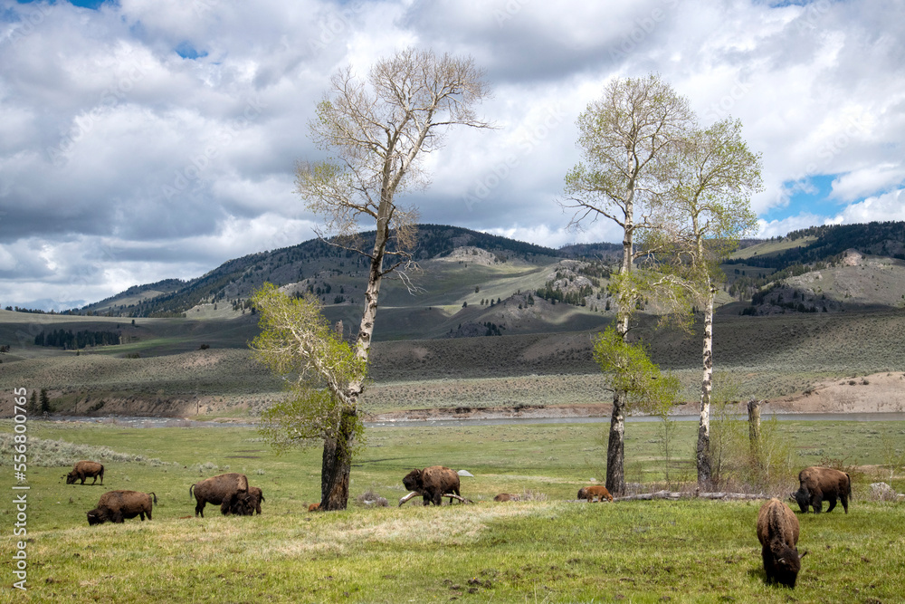 Bison (Bison bison) graze near aspen trees above the Lamar River in ...
