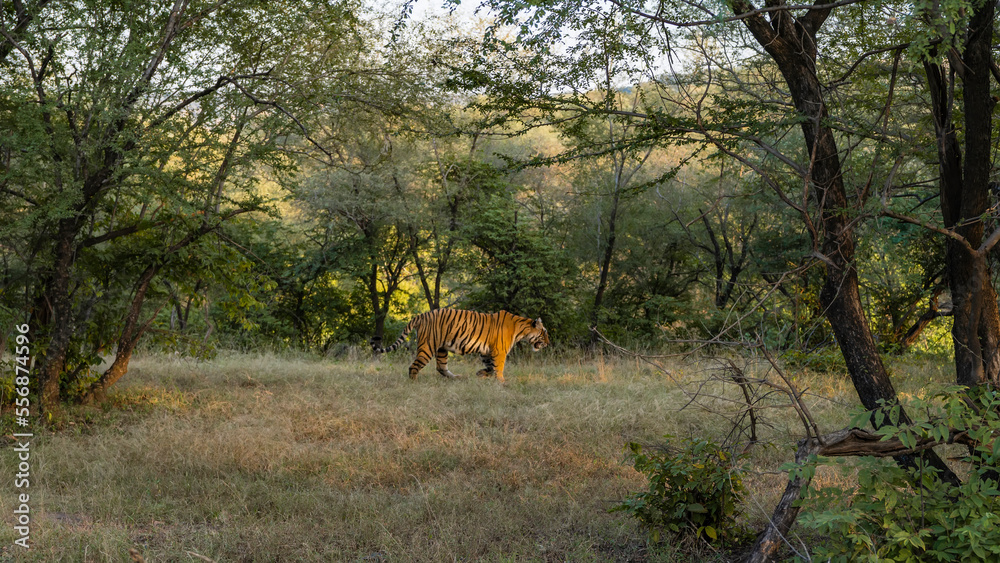 A wild Bengal tiger walks in the jungle on the green grass. The mouth ...