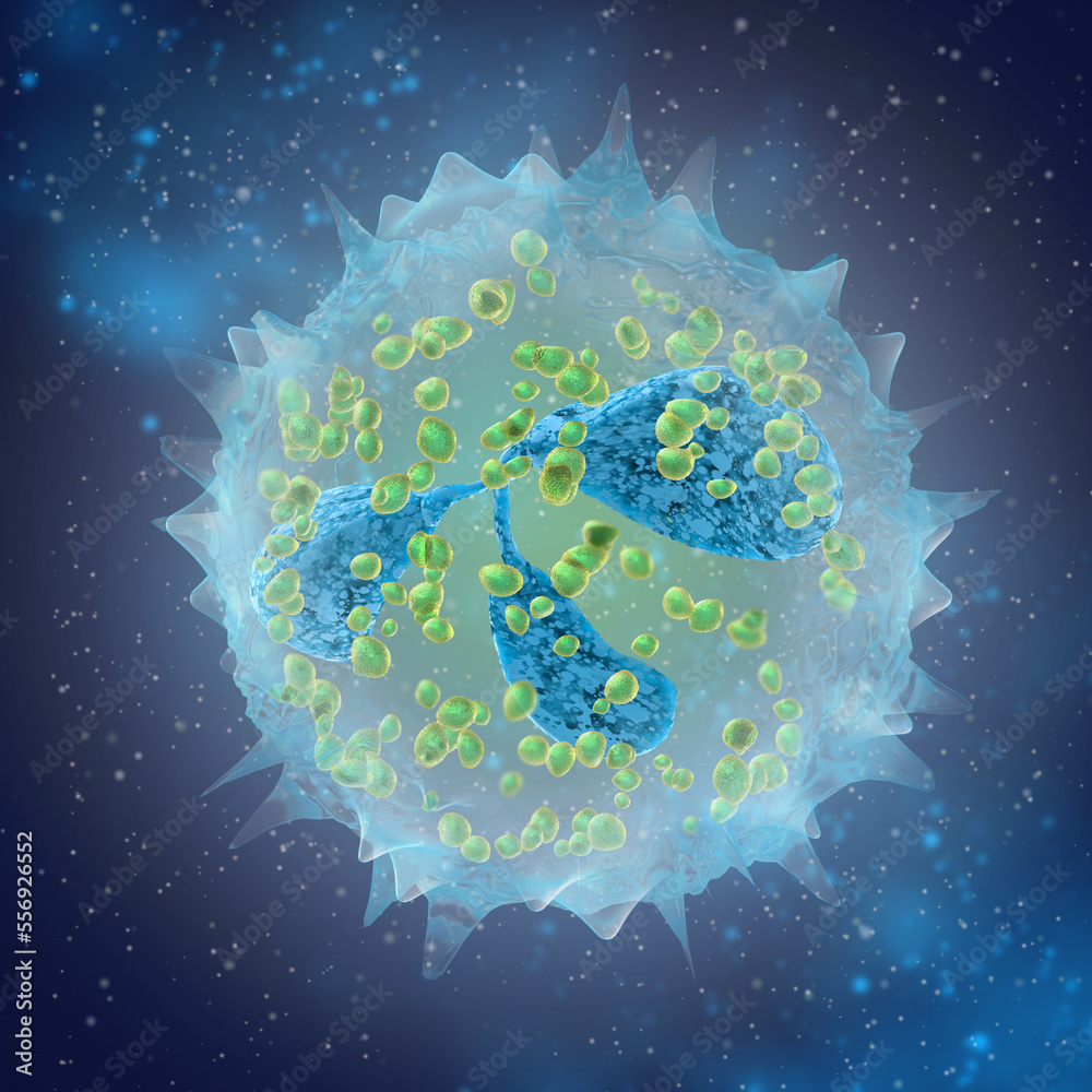 Medical science background, Neutrophils, a large group of leukocyte ...