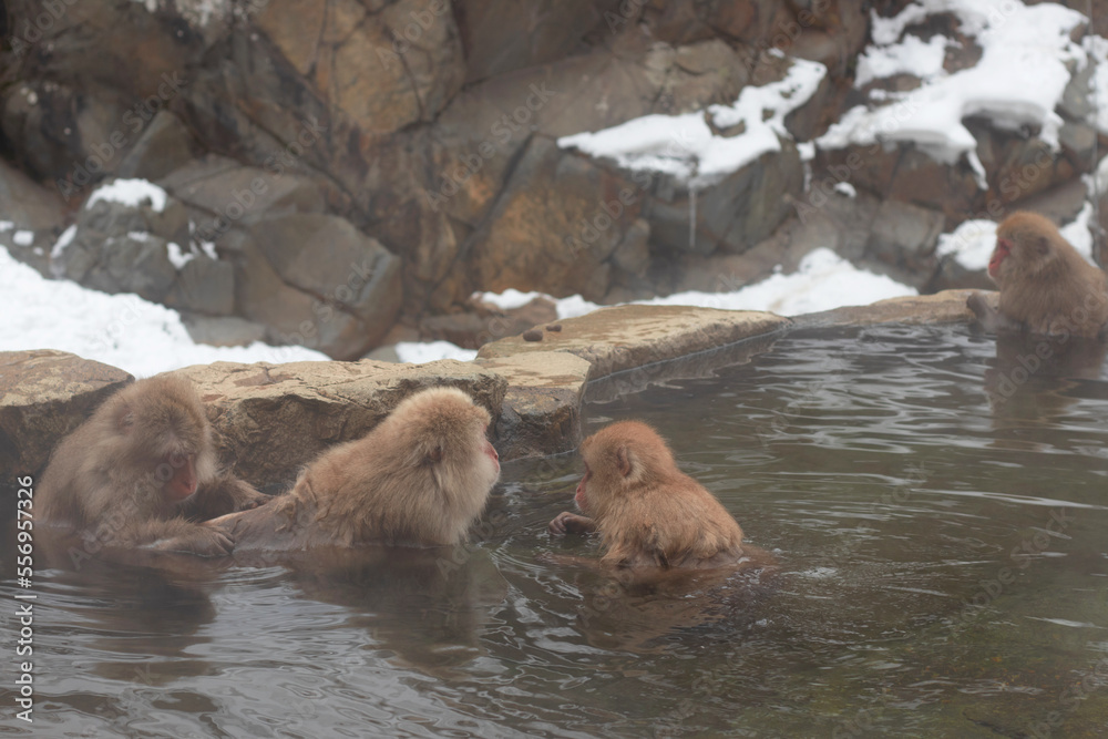 Snow monkeys japanese. Jigokudani monkey park, monkeys bathing in ...