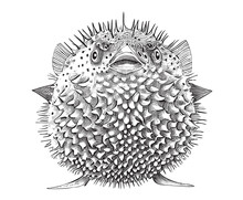 Puffer Fish Etched Drawing Free Stock Photo - Public Domain Pictures