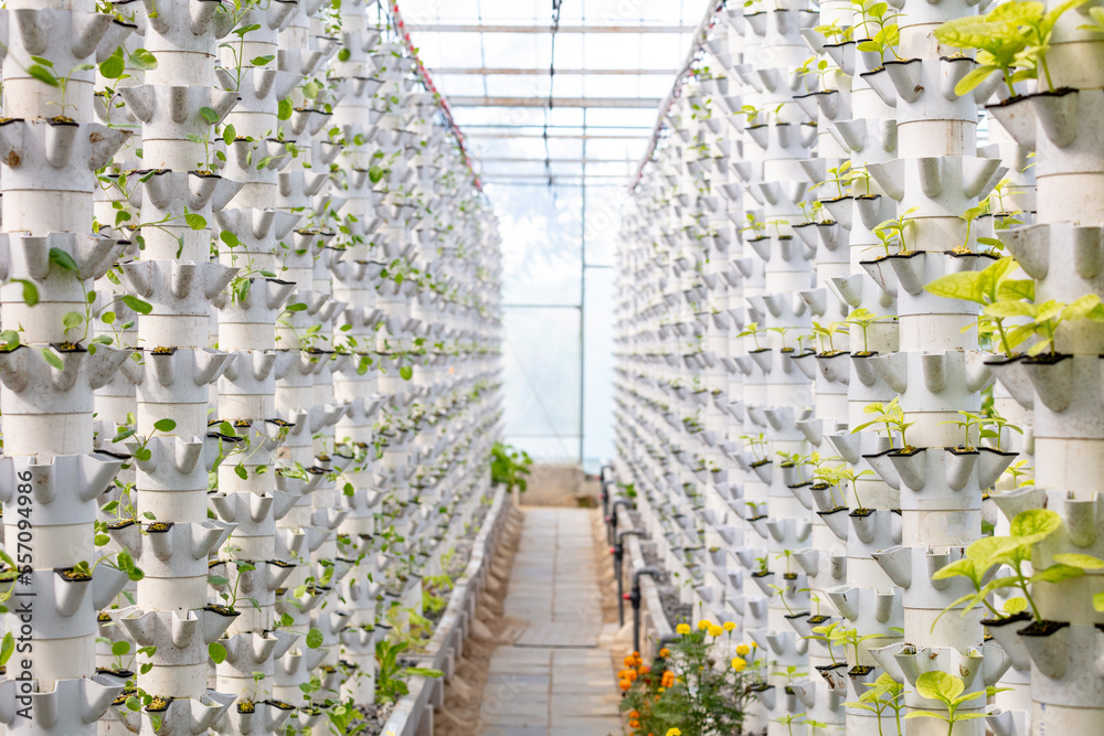 Sustainable Agriculture. Aquaponics based production method farm ...