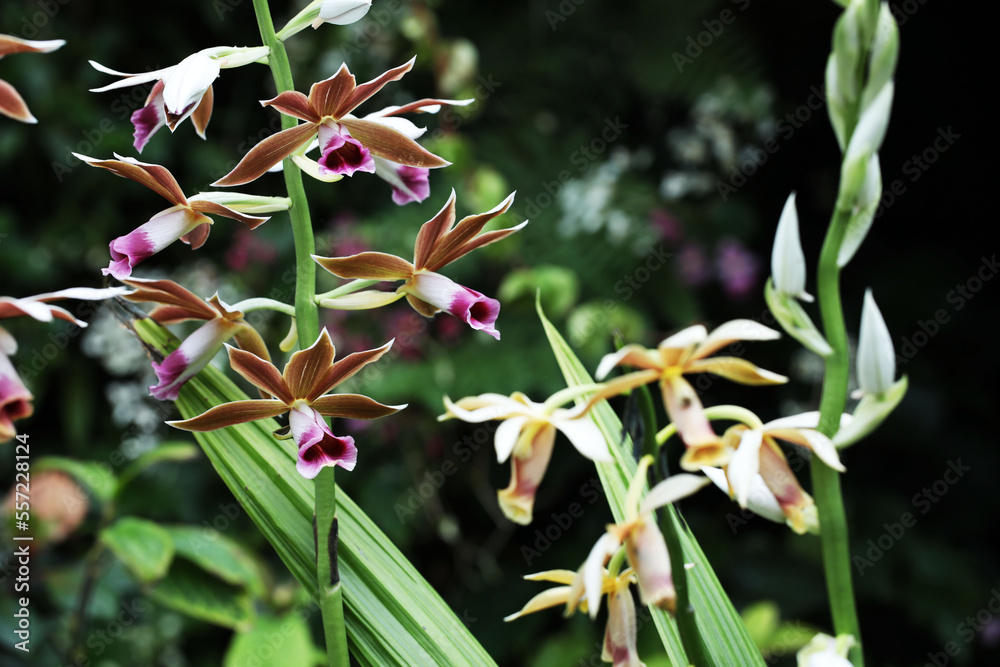 Greater Swamp Orchid (Phaius tankervilleae) Stock Photo | Adobe Stock