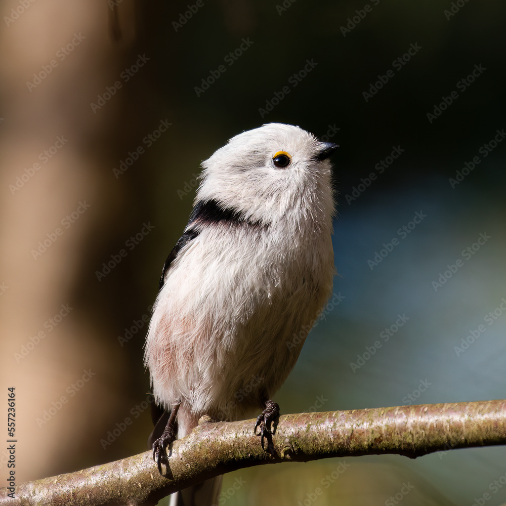 Long-tailed Tit sitting on a twig, Aegithalos caudatus, bird with white ...