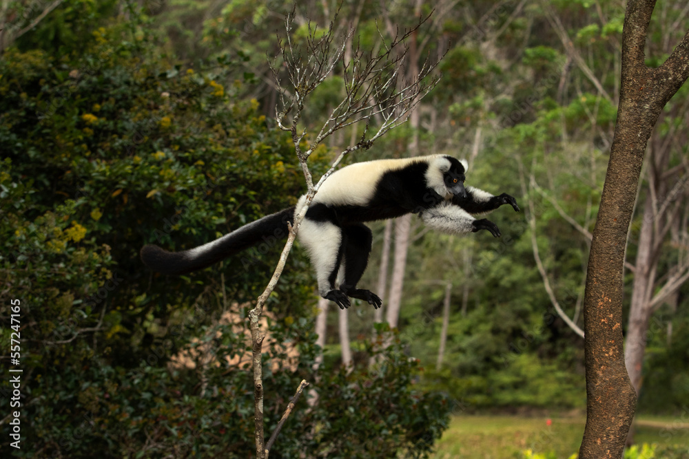 Ruffed lemur in the Andasibe Mantadia national park. Black and white ...