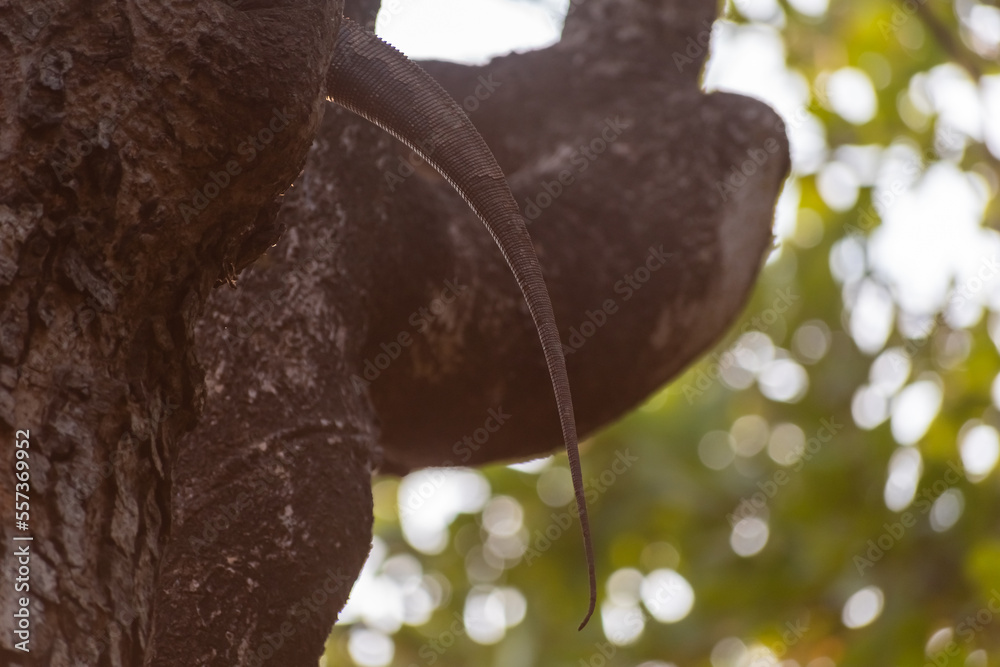 Detail of the tail of a Bengal Monitor Lizard aka Varanus bengalensis ...