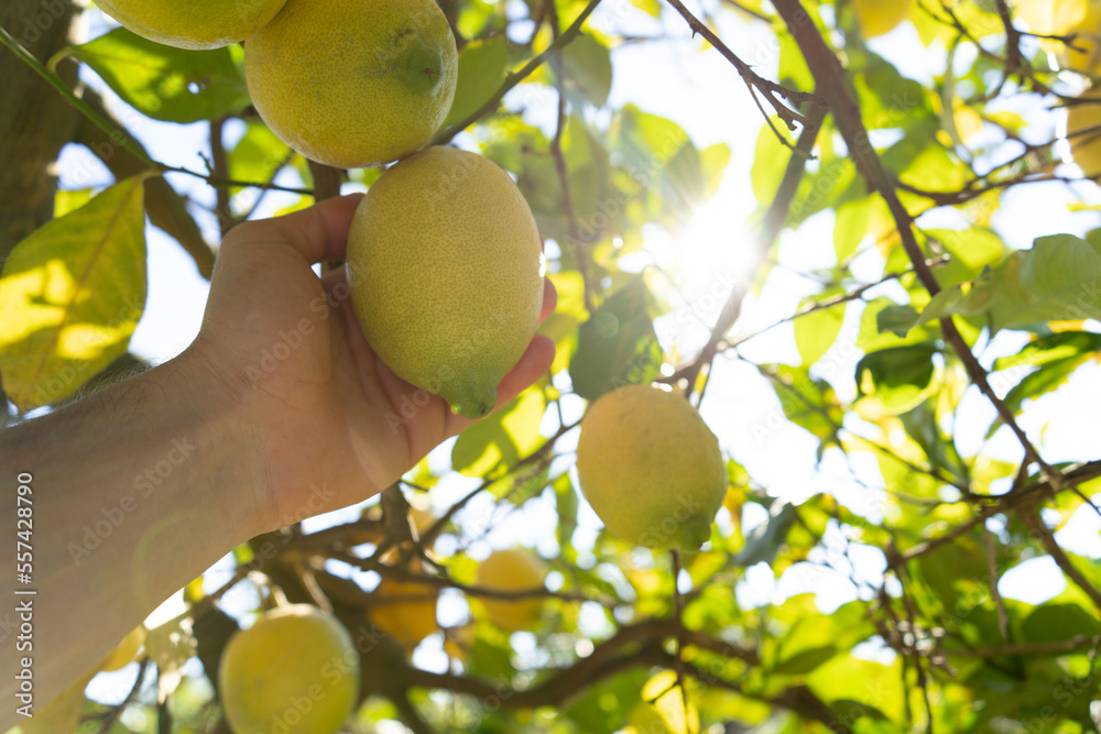 Hand grabbing a lemon from the tree and the sun appears between the ...