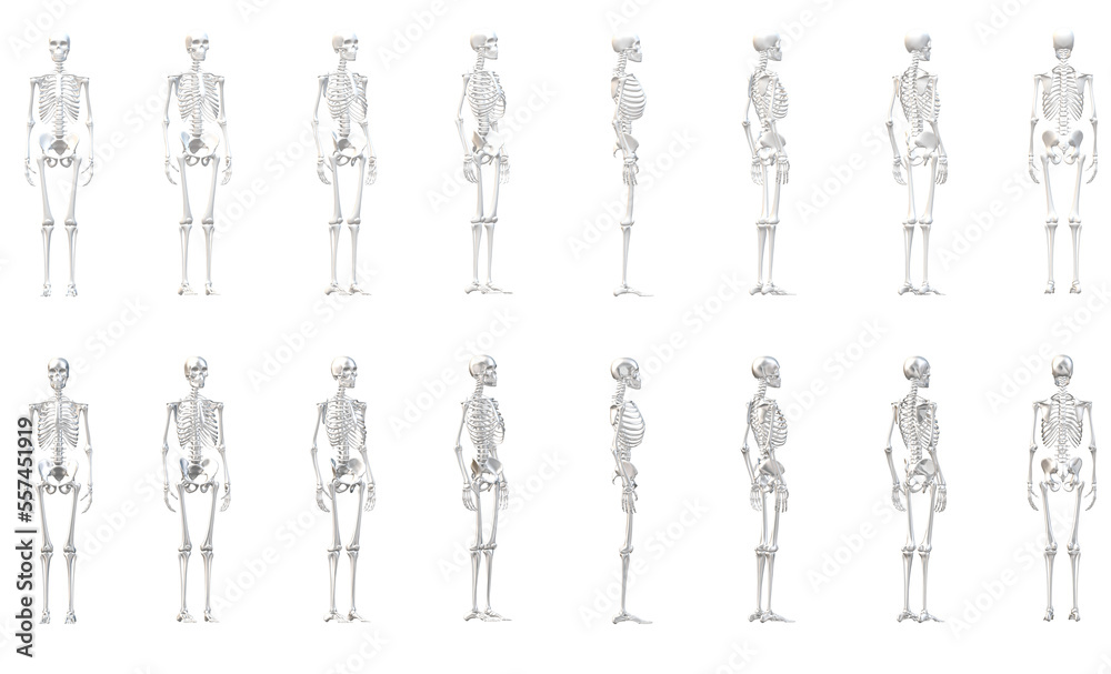skeleton anatomy Stock Illustration | Adobe Stock