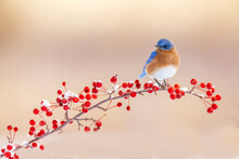 Blue Bird Red Berries Free Stock Photo - Public Domain Pictures