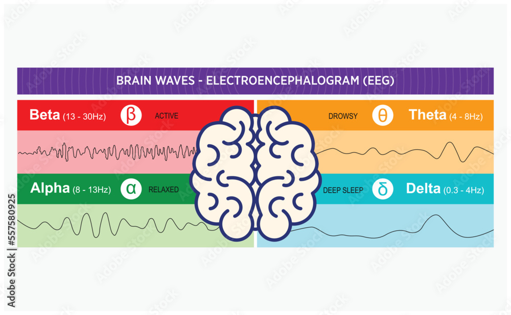 Diagram of human brain waves in colors with frequencies Alpha Beta Gamma Theta Delta, electrical ...