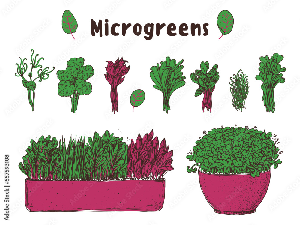 Microgreens hand drawn vector illustration. Organic healthy food ...