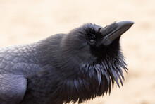 Raven Walking Free Stock Photo - Public Domain Pictures