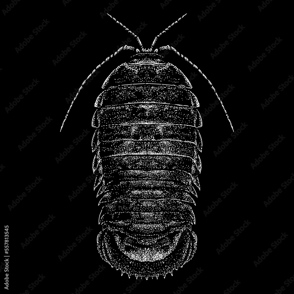 Giant Isopod hand drawing vector isolated on black background. Stock ...
