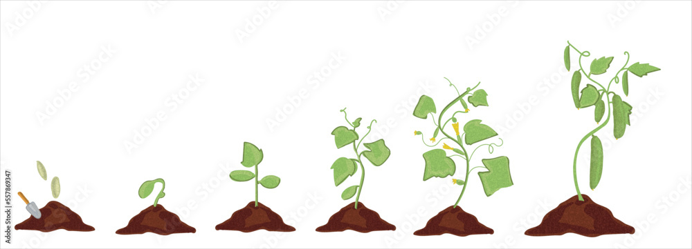 Cucumber, and cucumber sapling vector. Growth stages of cucumber plant ...