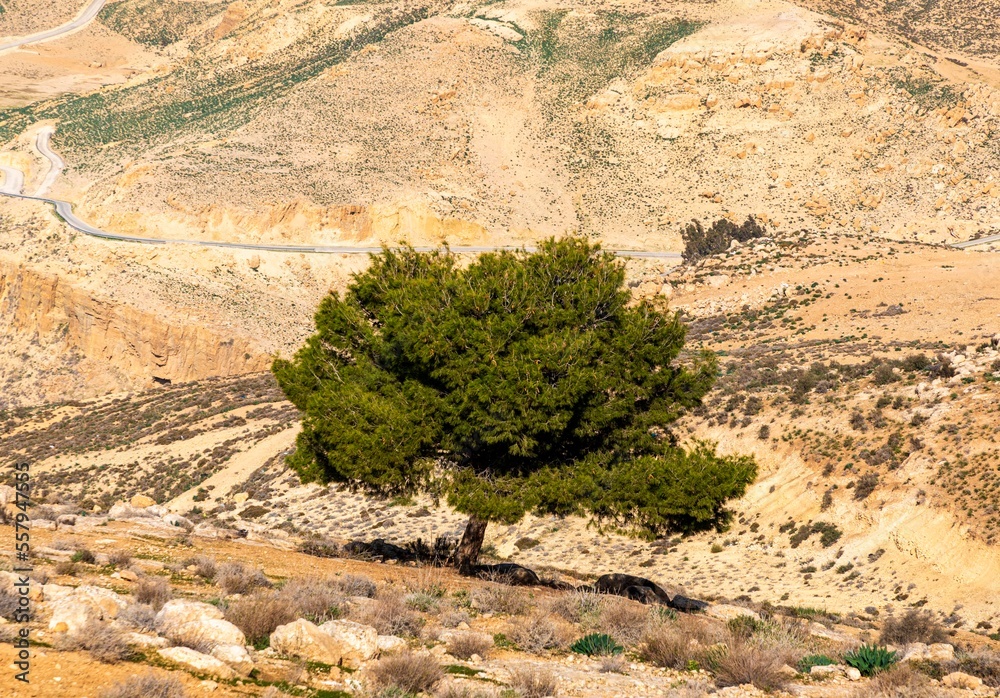 شجرة وادي النبي موسى عليه السلام- الاردن- Tree of the Valley of the ...