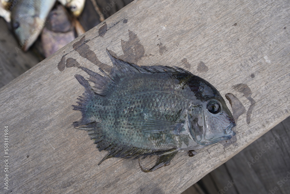 Cichlids are fish from the family Cichlidae in the order Cichliformes ...