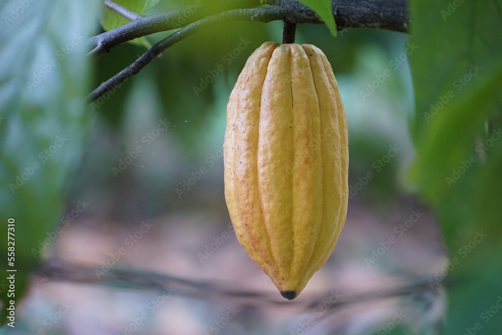 The cacao tree is a plant that can grow and grow well in tropical ...