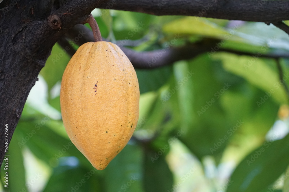 Fotografie The cacao tree is a plant that can grow and grow well in ...