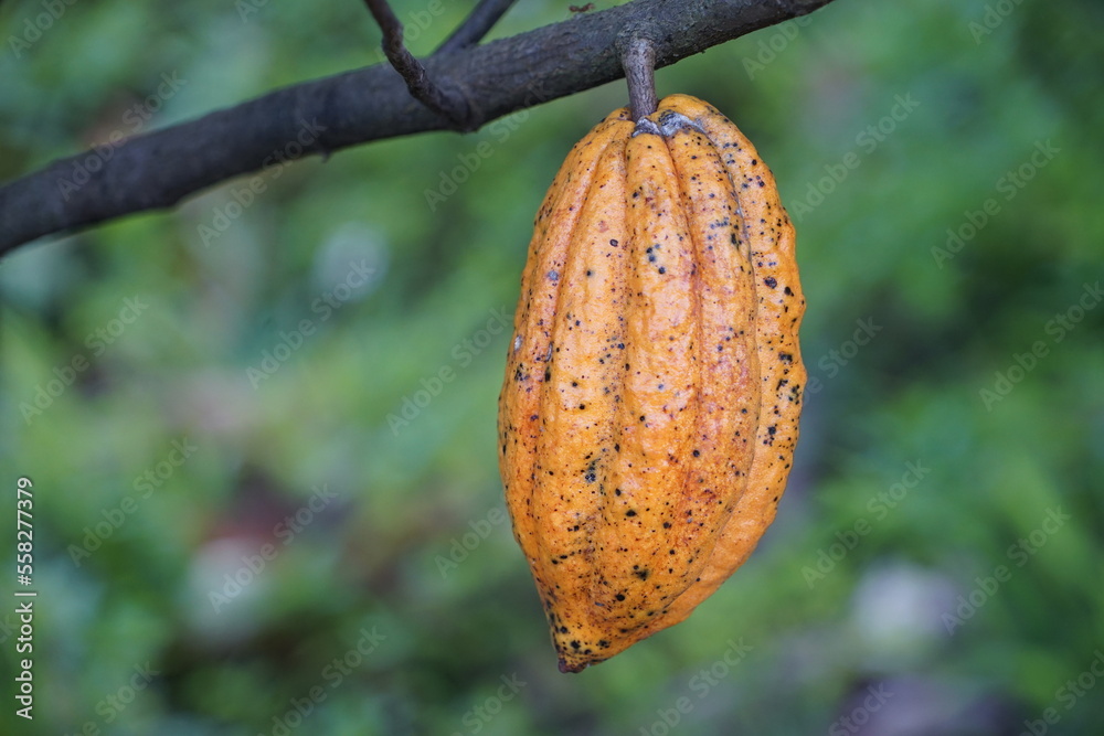 The cacao tree is a plant that can grow and grow well in tropical ...