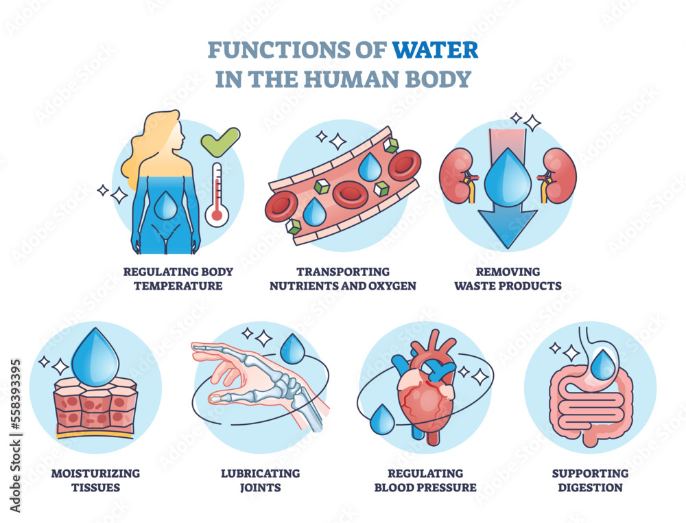 Functions of water in human body and drinking benefits outline diagram ...