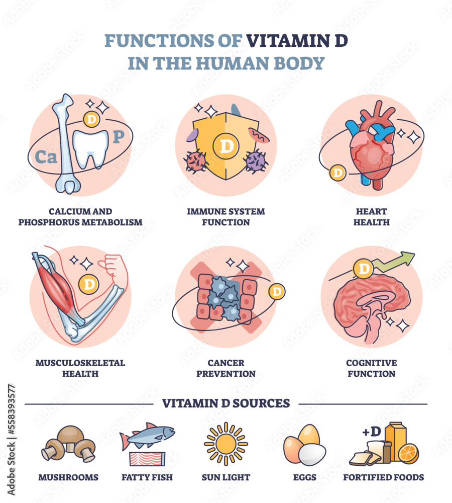 Functions of vitamin D in human body and immune system sources in food outline diagram. Labeled ...