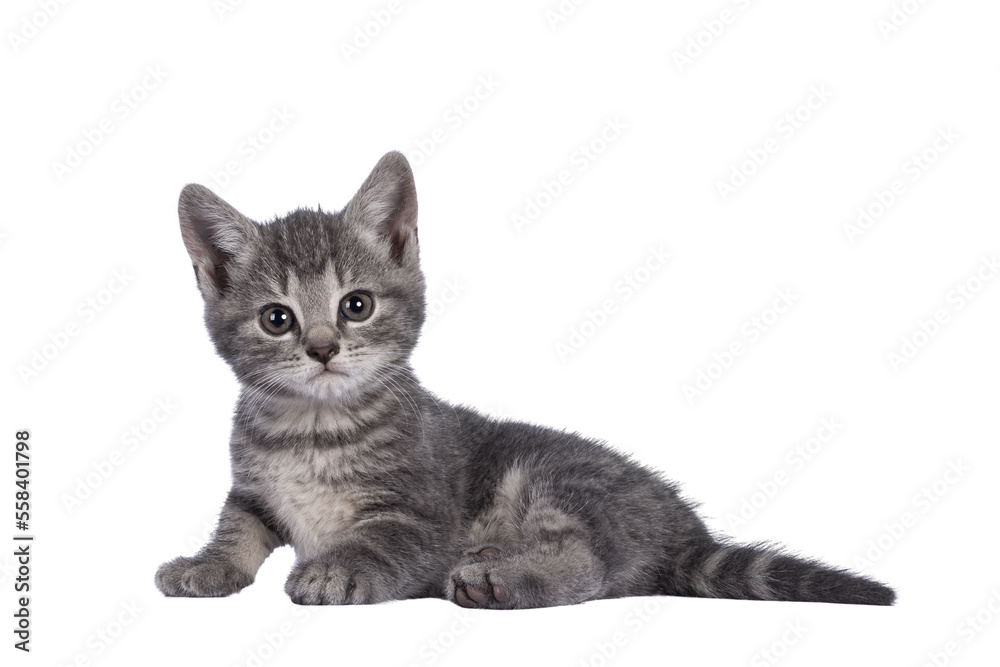 Cute grey farm cat kitten, sitting up facing front. Looking away from ...