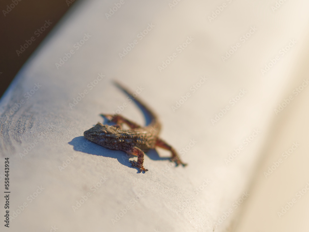 Common house gecko. It is one of the most diverse and widely found ...