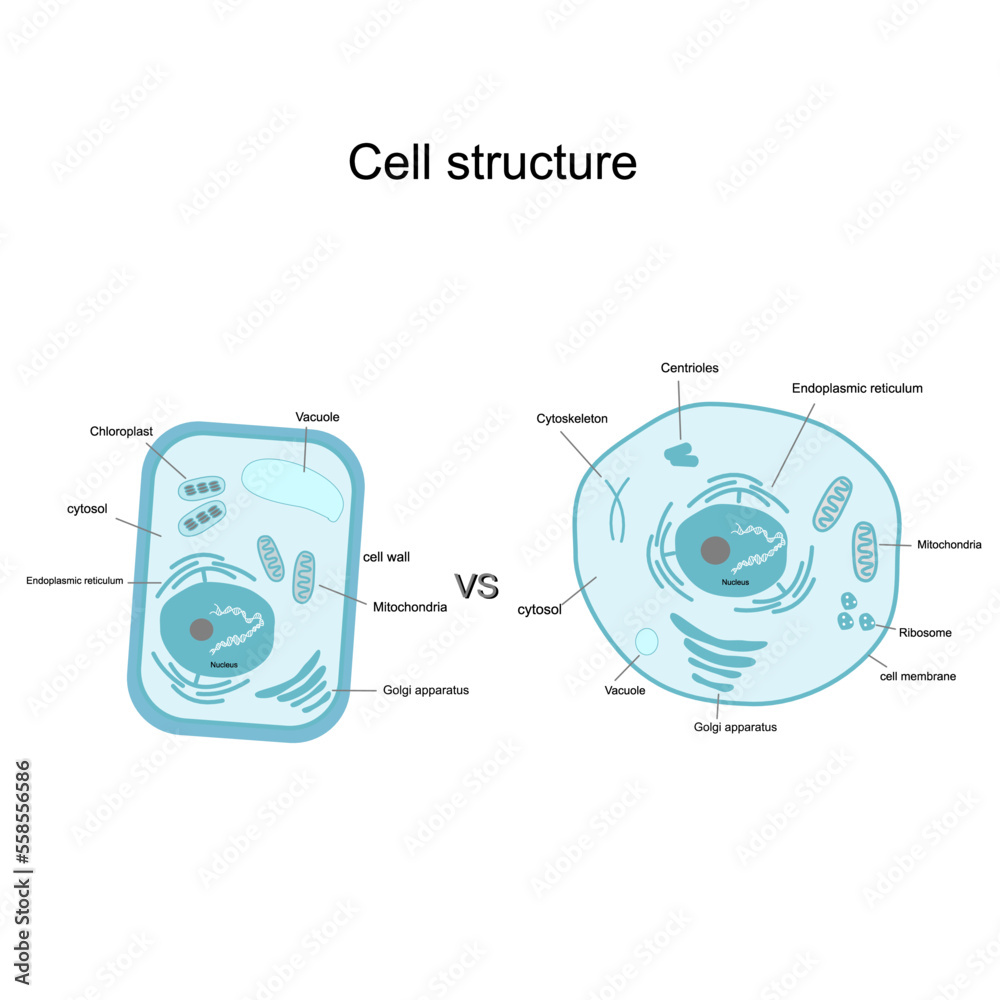 The picture represents the difference of cell structure and important ...