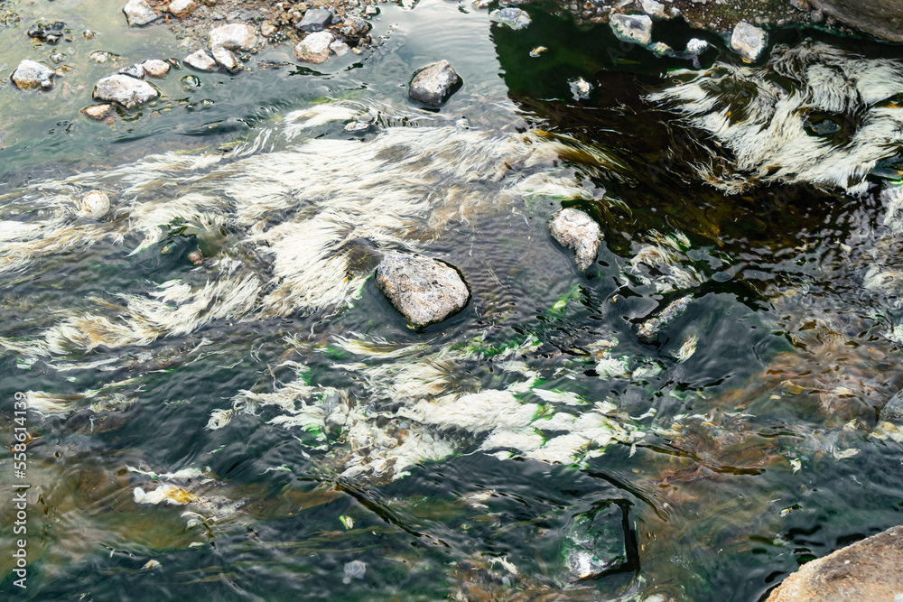 High angle view of white algae plant or scientific name is Chloroflexus ...