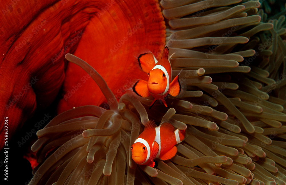 Two Clown anemonefish, Clownfish, Amphiprion ocellaris, Philippines ...
