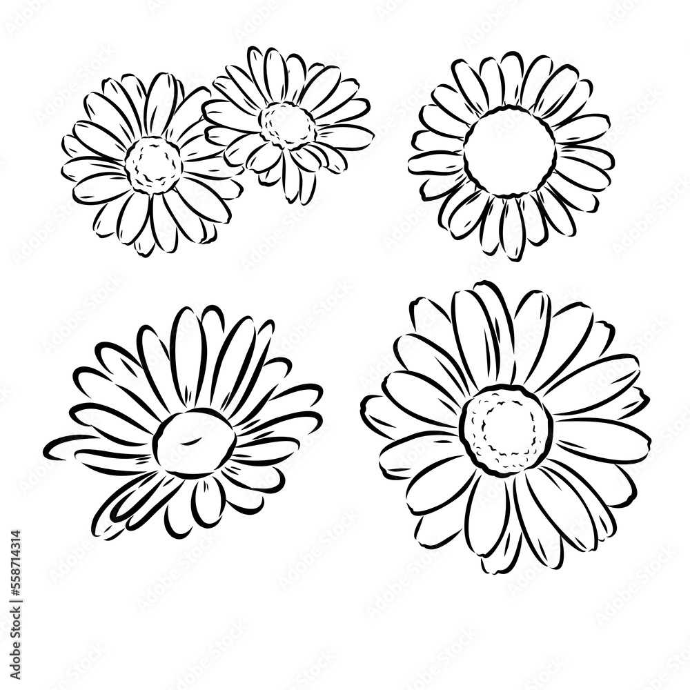 Daisy flower line art drawing. Vector hand drawn engraved illustration ...