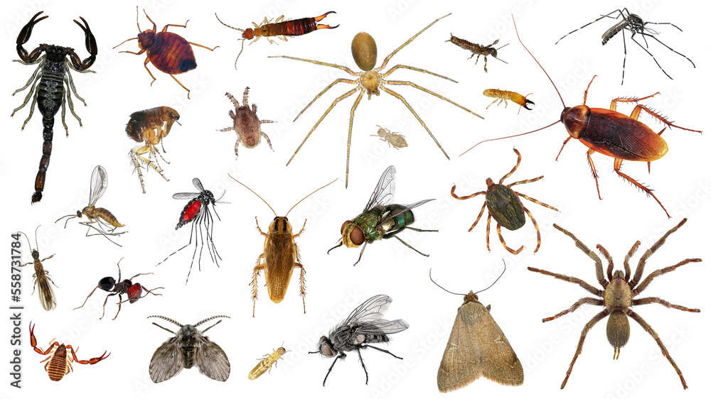 Human skin parasites and housing pests. Insects - parasites and pests ...