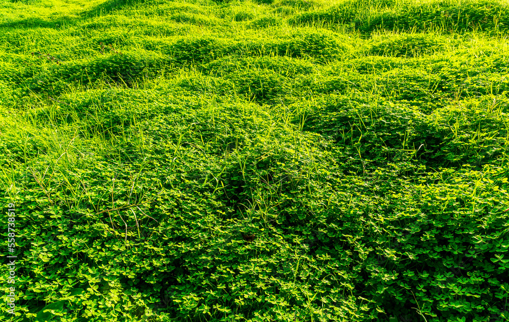 pattern of green valley landscape with young shiny grass, green nature ...