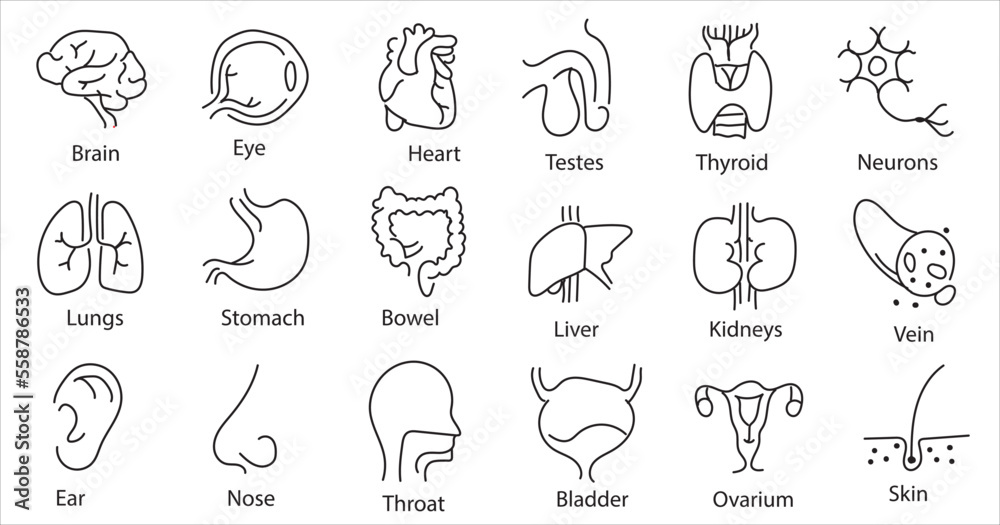 Human internal organs. Vector sketch isolated illustration. Hand drawn ...