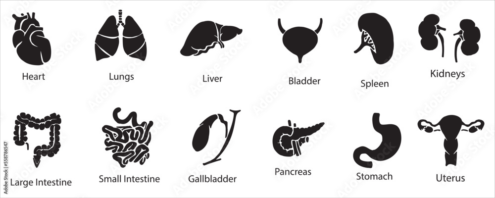 Human internal organs. Vector sketch isolated illustration. Hand drawn ...