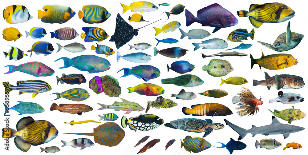 big set collection of colorful tropical fish like shark sea turtle ...