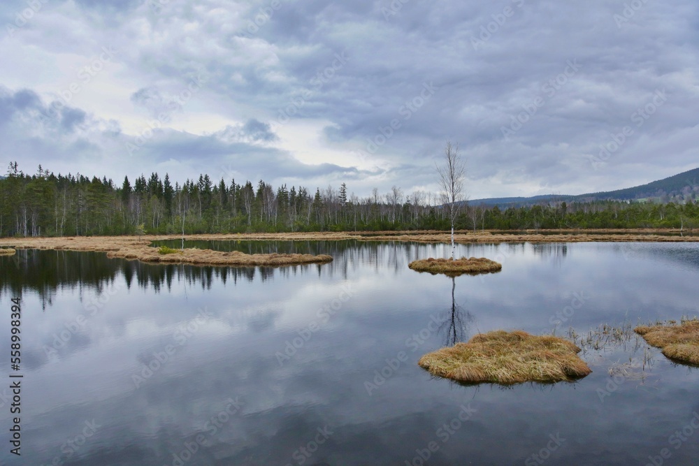 Bohemian forest national park. Single birch tree on island in peat bog ...