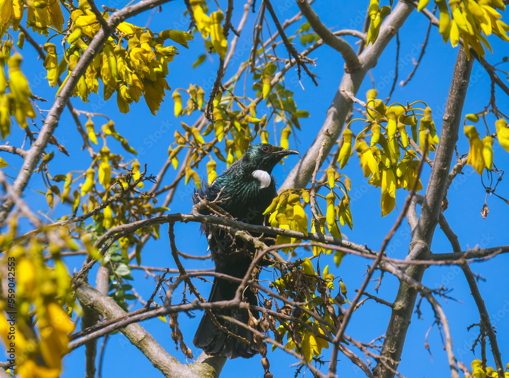 Tui in a kowhai tree Stock Photo | Adobe Stock