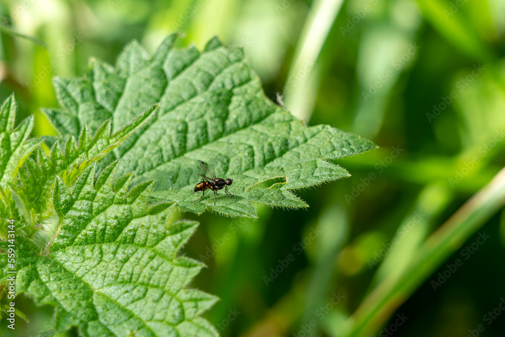 Sepsis fly species an abundant harmless insect species found in the UK ...