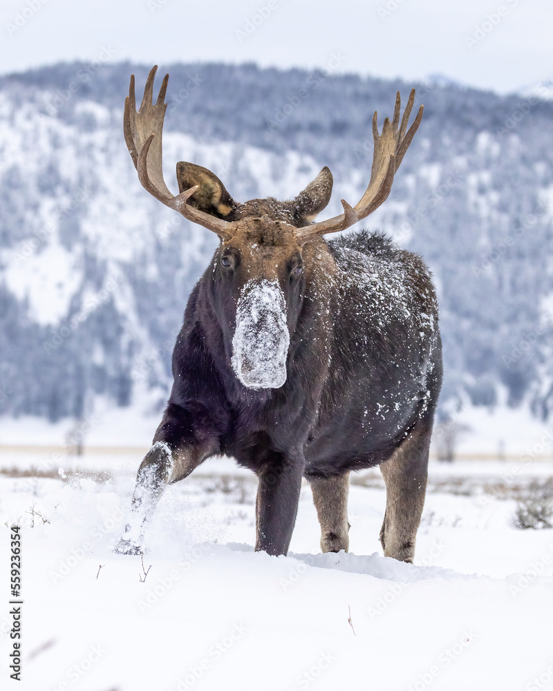 Shiras moose in snow Stock Photo | Adobe Stock