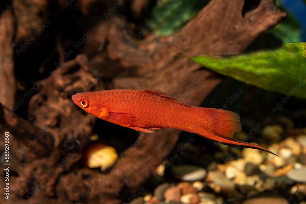 Photo Stock Red swordtail in fish tank. Xiphophorus is one of the most ...