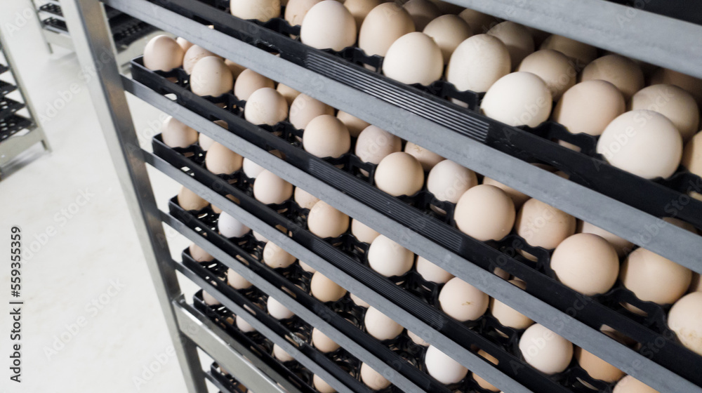 Chicken eggs in the trolley, are eggs that are ready to be hatched into ...