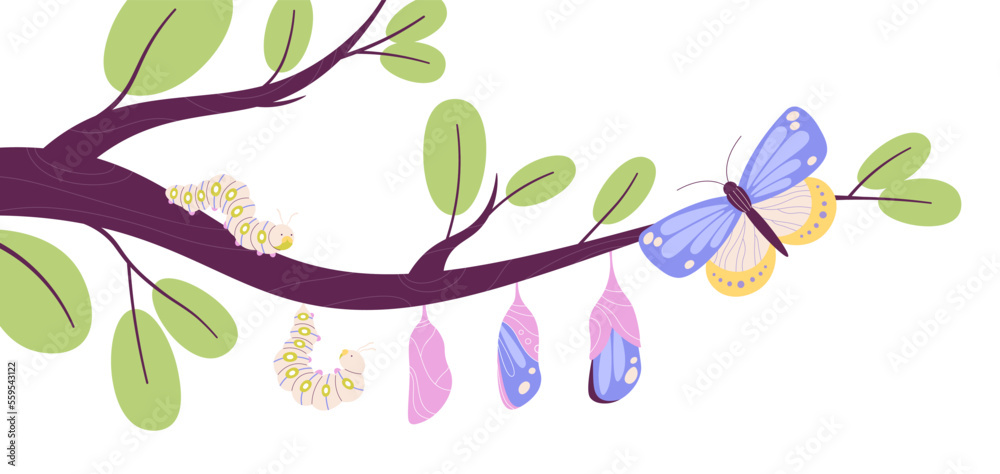 Butterfly metamorphosis from caterpillar to cocoon and insect with ...