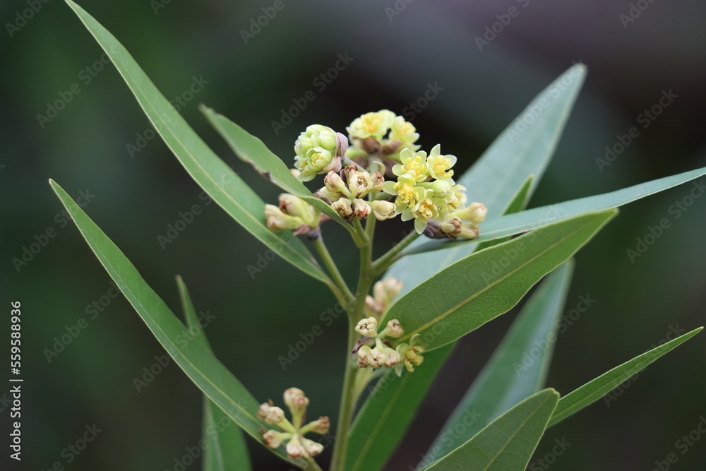 Foto Yellow flowering axillary determinate cymose umbel inflorescence ...
